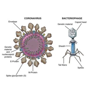 COVID & OTHER VIRUSES – Grownmedz